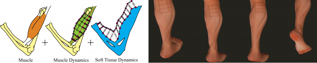 Dynamic Skin Deformation SimulationUsing Musculoskeletal Model and Soft ...